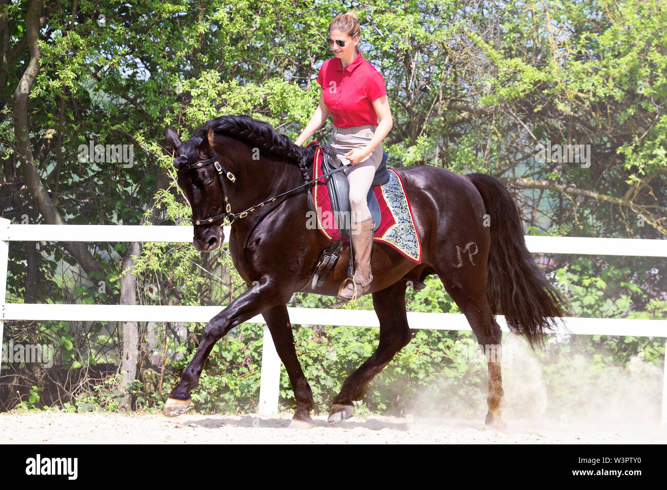 Pure Spanish Horse, Andalusian. Rider on black stallion, trotting on a ...