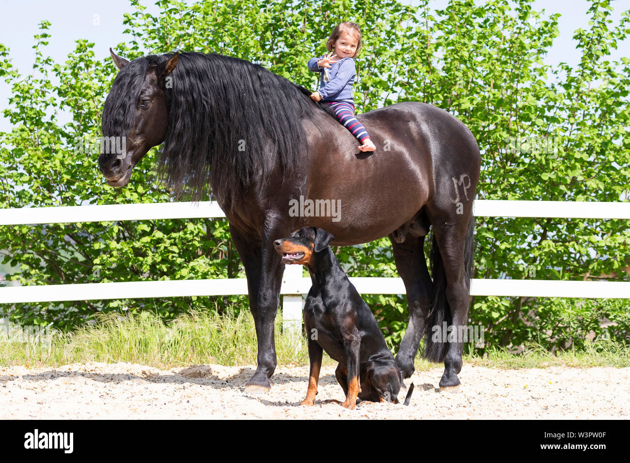 Pure Spanish Horse, Andalusian. Little girl sitting on black stallion ...