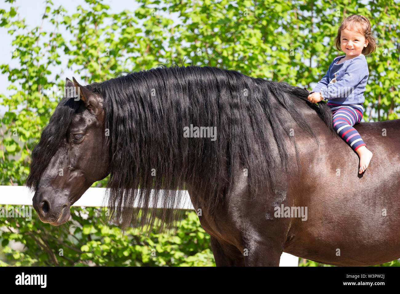 Pure Spanish Horse, Andalusian. Little girl sitting on black stallion ...