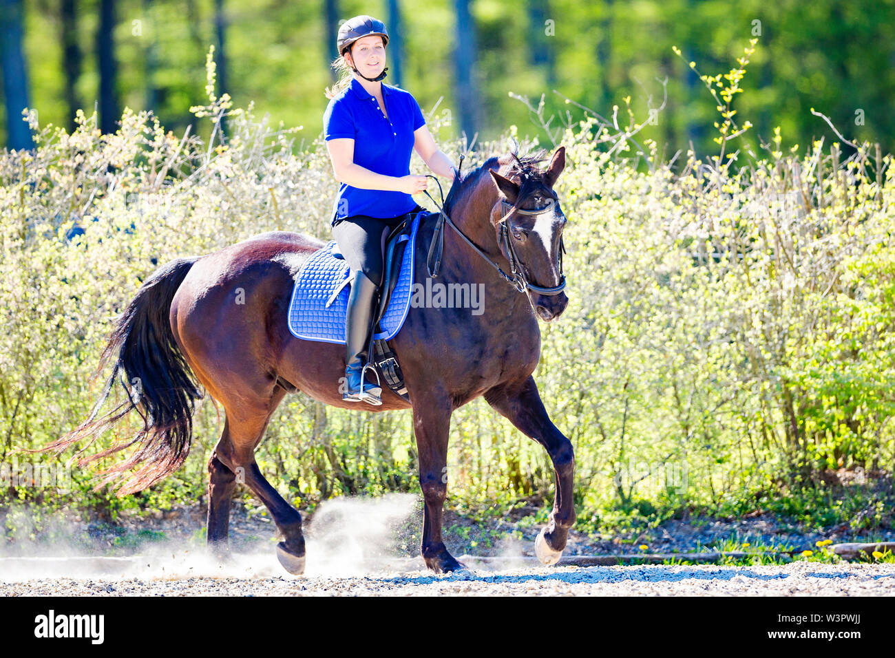 Hanoverian Horse. Black gelding with rider trotting on a riding place ...
