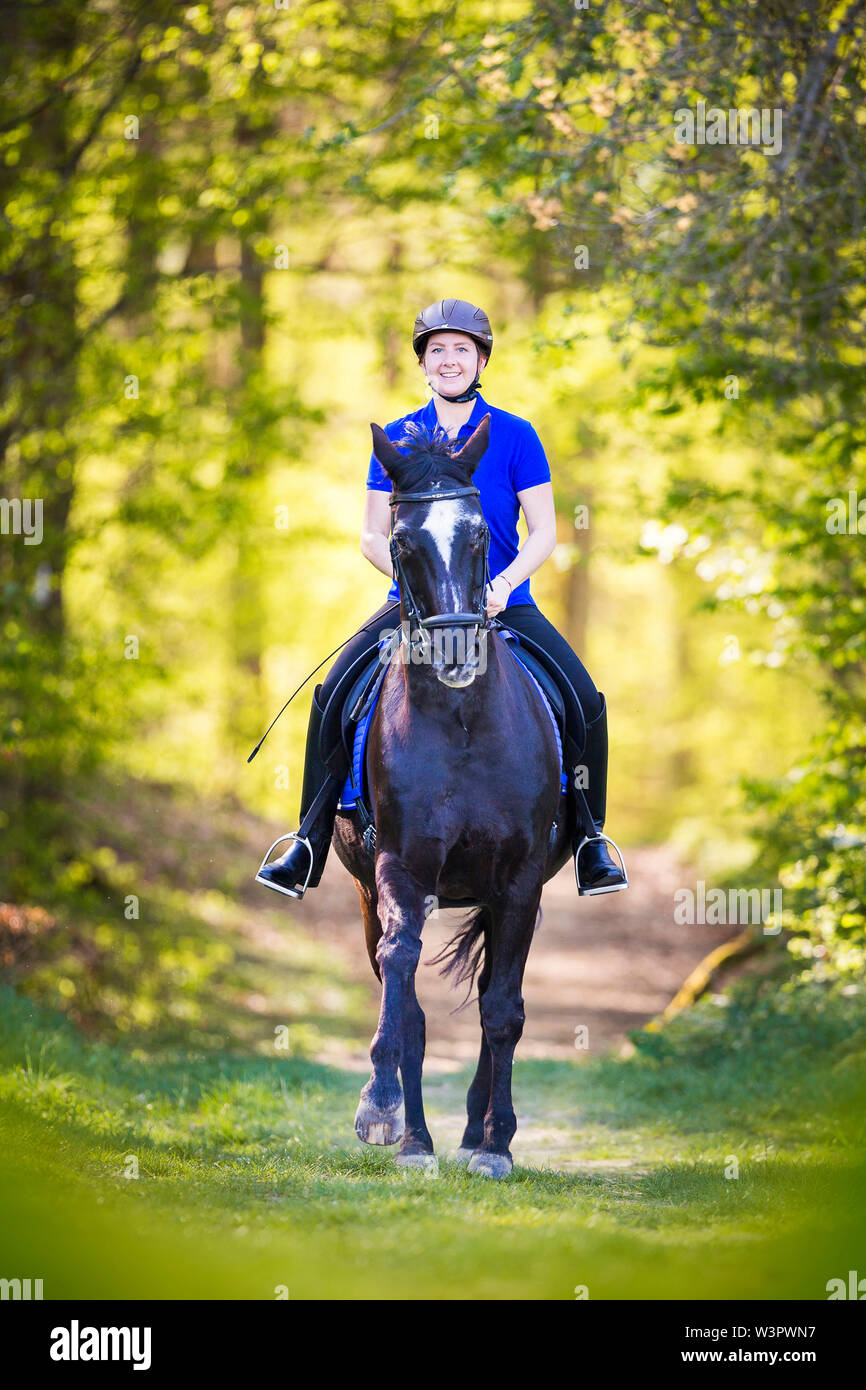Hanoverian Horse. Black gelding with rider in a forest in spring ...