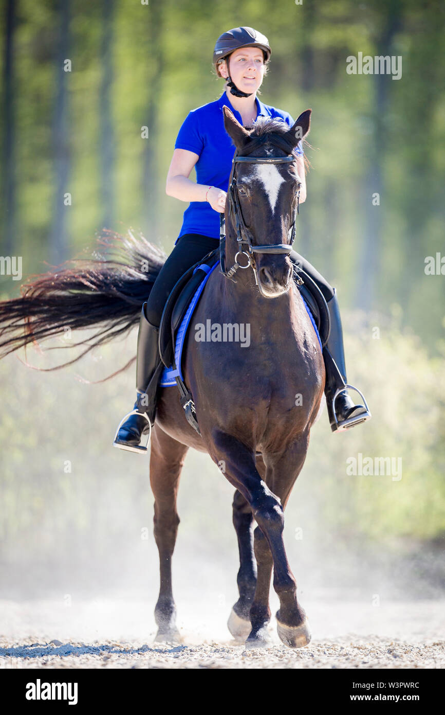 Hanoverian horse trotting hi-res stock photography and images - Alamy