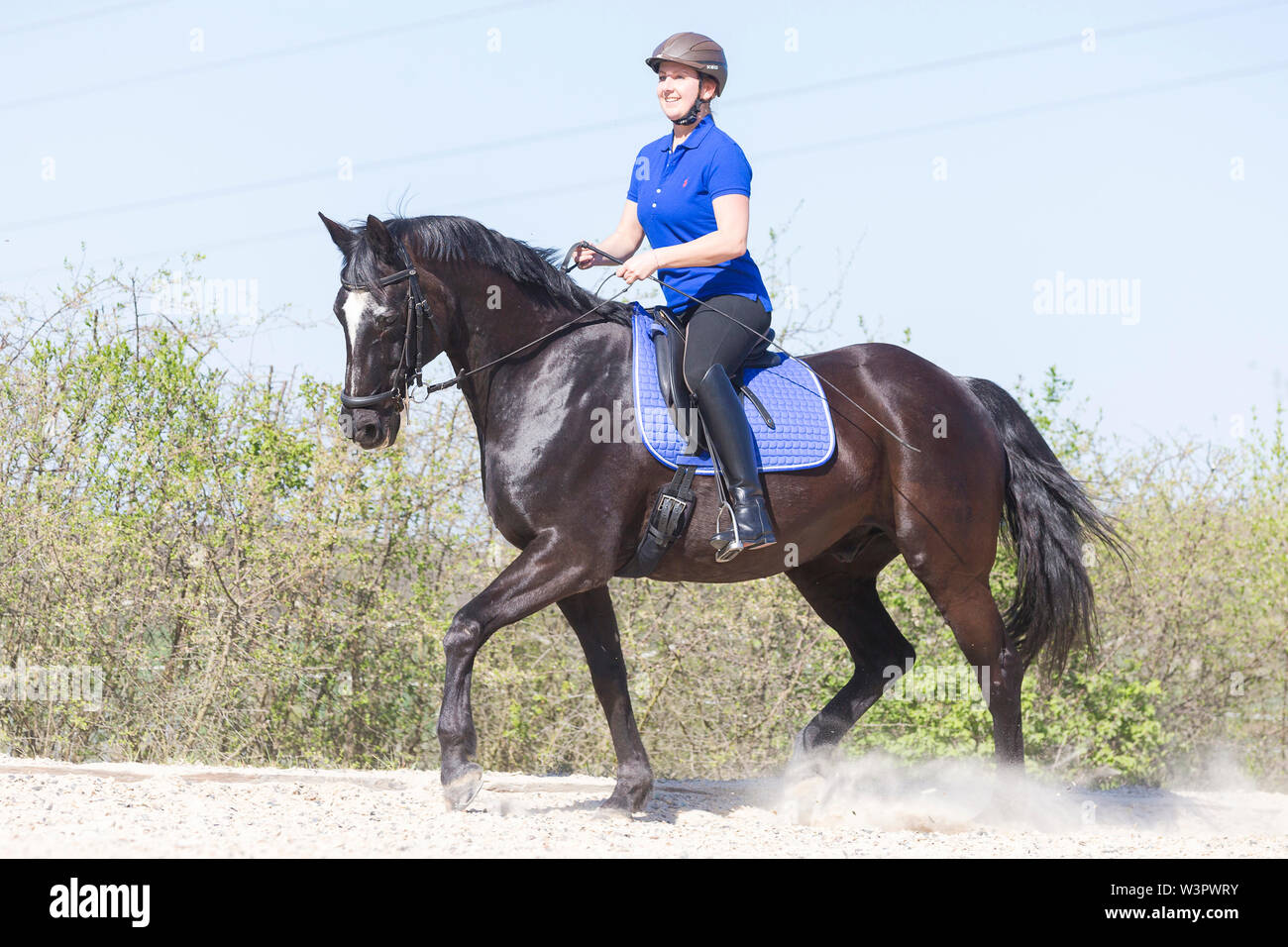 Hanoverian Horse. Black gelding with rider trotting on a riding place ...