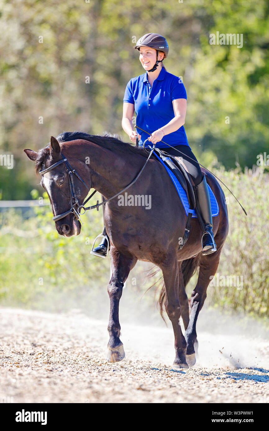 Hanoverian Horse. Black gelding with rider trotting on a riding place ...