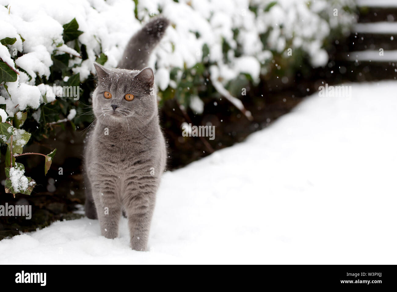 British Shorthair Cat. Gray tomcat (2 years old) standing in winter ...