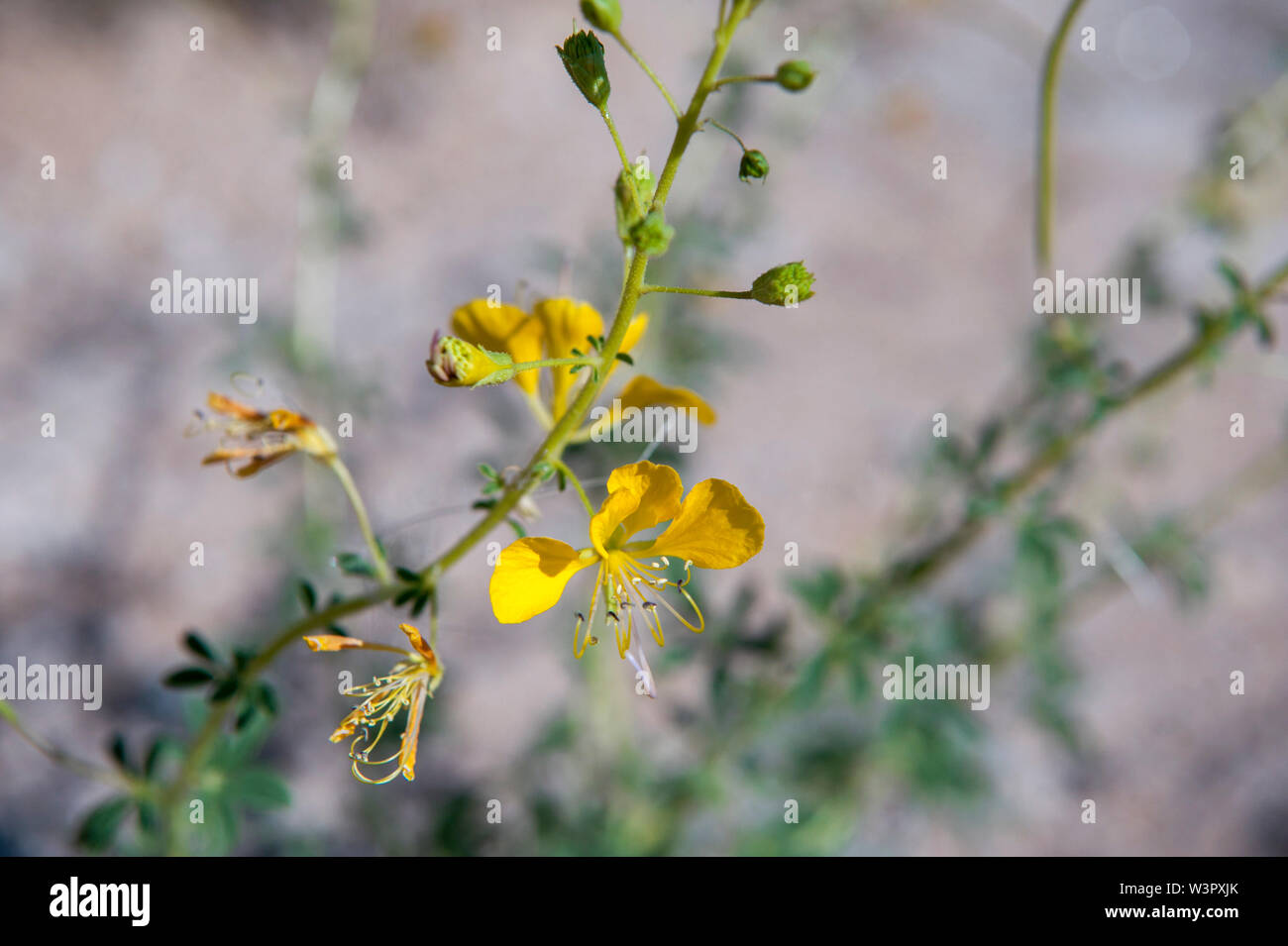 Yellow Mouse-whiskers, (Cleome angustifolia), Cape Cross, Namibia Stock ...