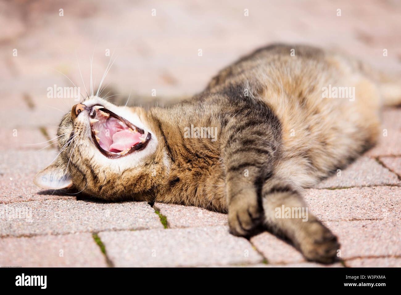 European Shorthair. Tabby tomcat (5 years old) lying on cobblestones ...