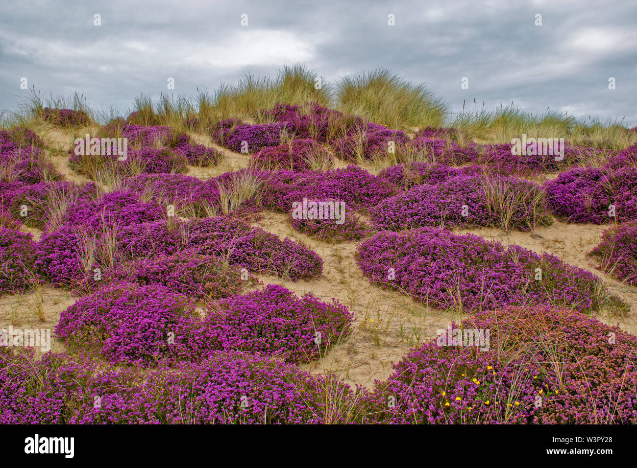 FINDHORN MORAY COAST SCOTLAND IN SUMMER THE SAND DUNES WITH MANY CLUMPS ...