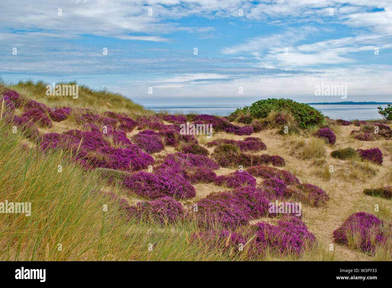 FINDHORN MORAY COAST SCOTLAND IN SUMMER THE SAND DUNES WITH MULTIPLE ...