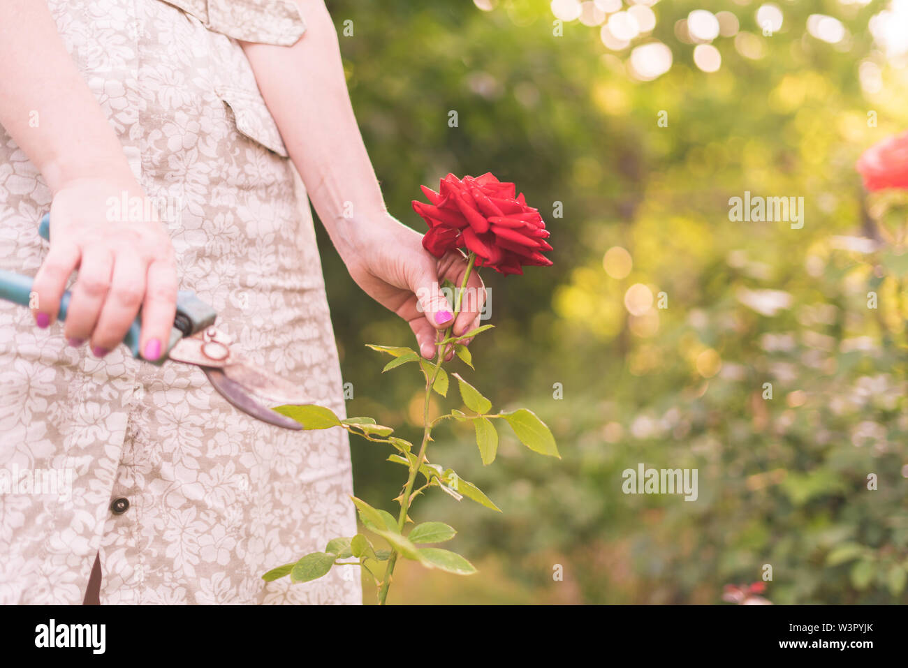 Florist making bouquet cutting roses hi-res stock photography and ...