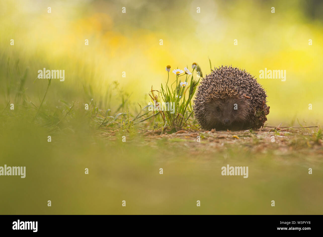 southern white-breasted hedgehog (Erinaceus concolor), The hedgehog is ...