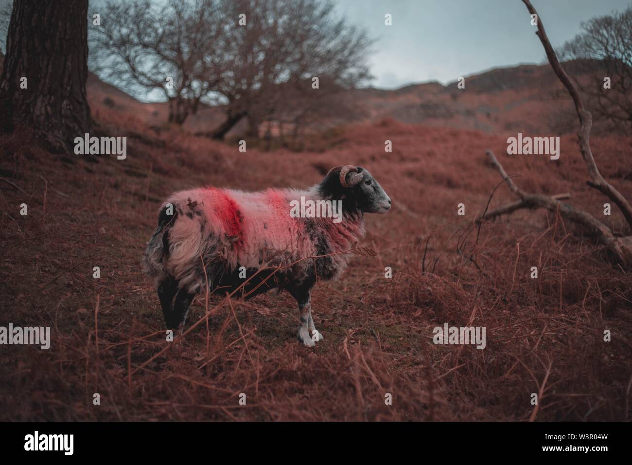 Colorful wide ram standing in a large field Stock Photo - Alamy