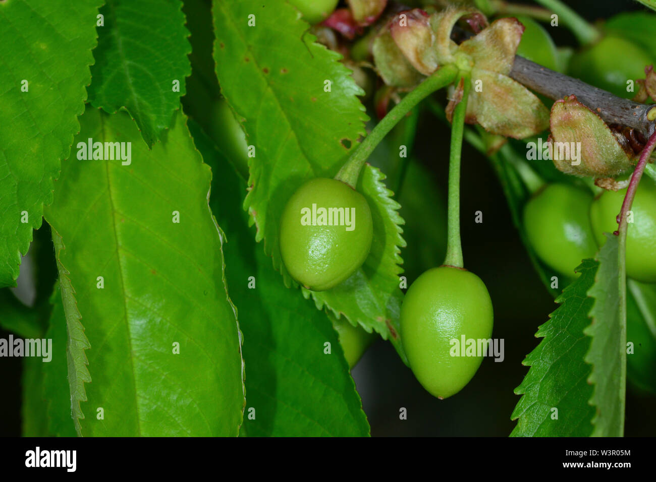 Wild Cherry, Sweet cherry (Prunus avium). Green cherries on a twig ...