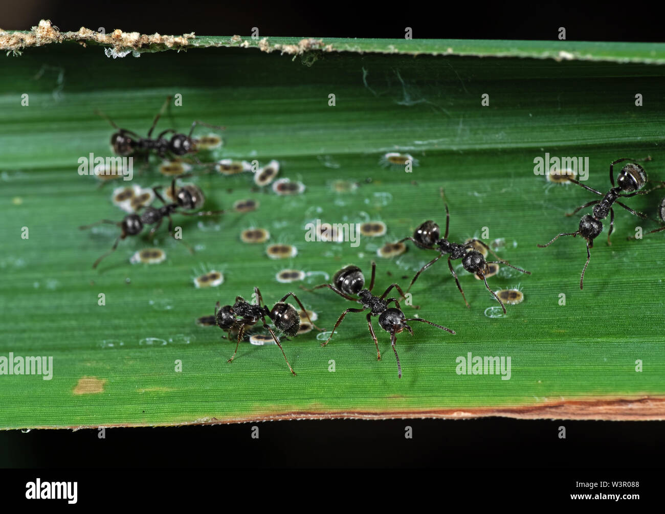 Group of scale insects hi-res stock photography and images - Alamy