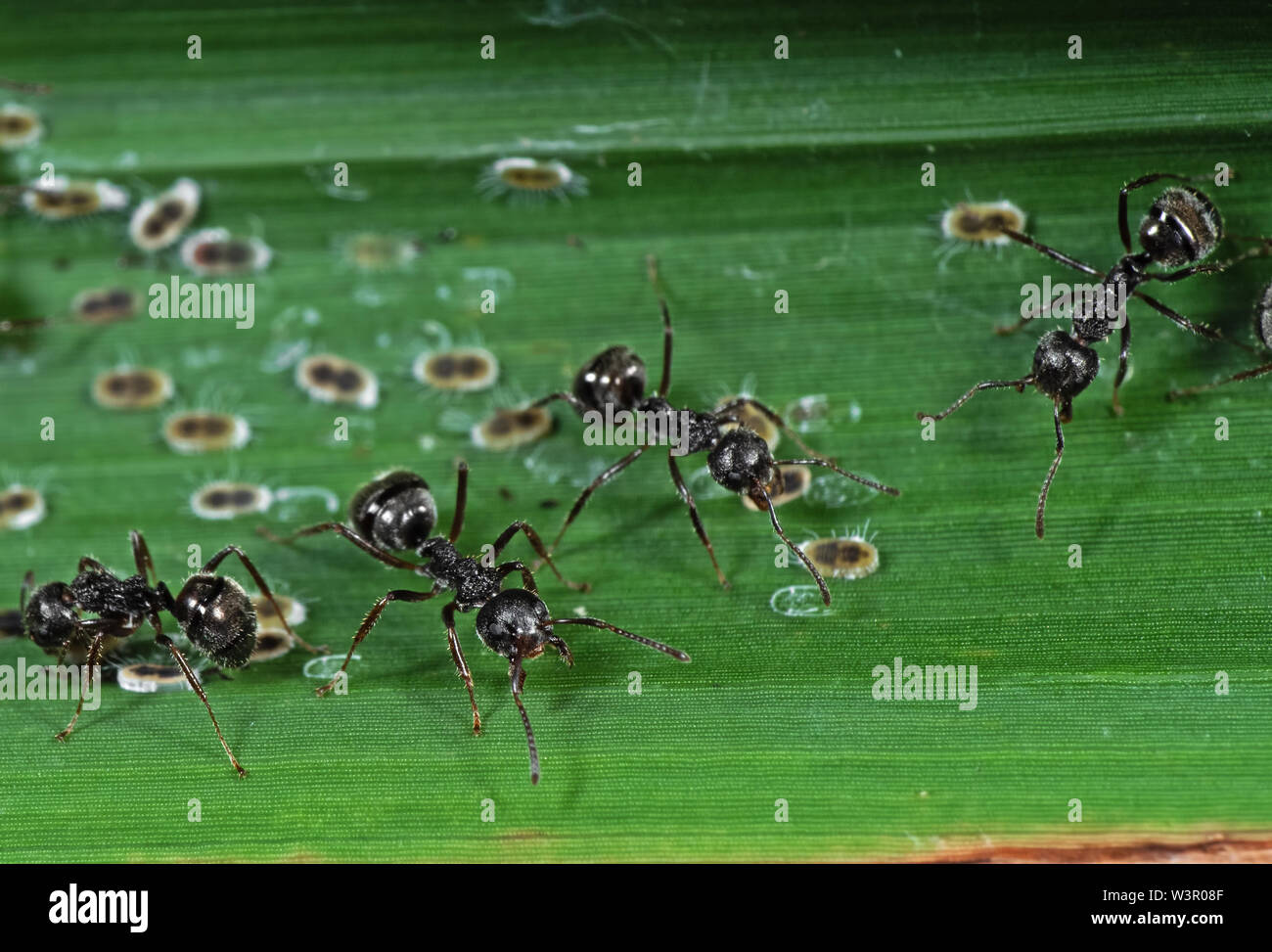 Group of scale insects hi-res stock photography and images - Alamy