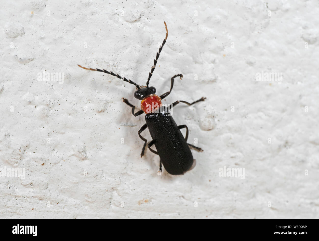 Macro Photography of Firefly on The Wall Stock Photo - Alamy