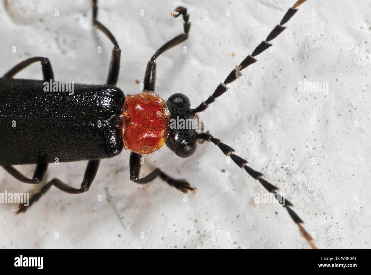 Macro Photography of Firefly on The Wall Stock Photo - Alamy