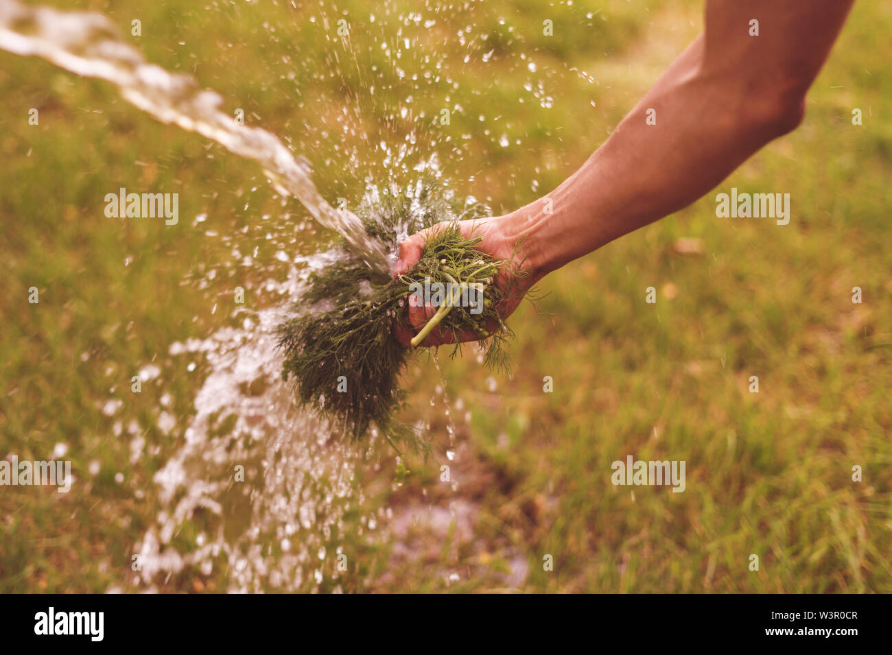 farmer hand washing the greenery herb and veggies in the garden with ...