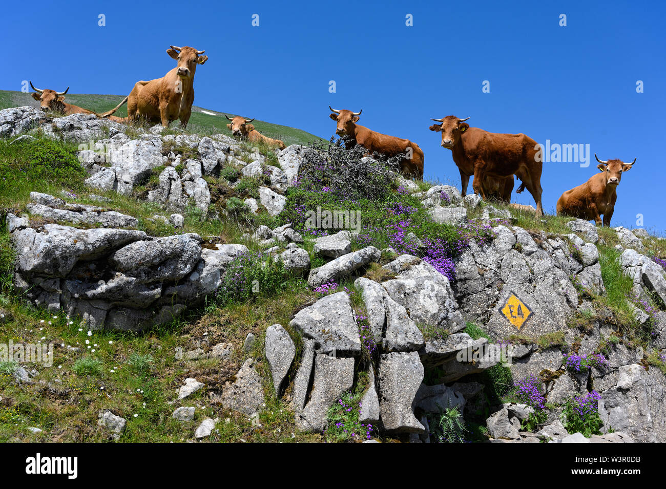 A herd of cows near the E4 European Long Distance Path on the Agrafa ...