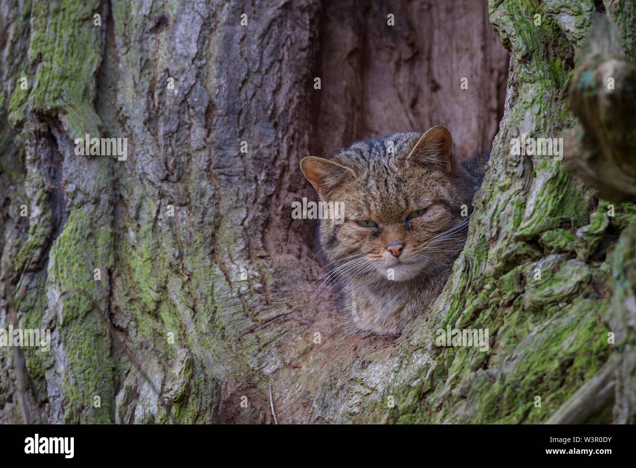 European wild cat tree trunk hi-res stock photography and images - Alamy