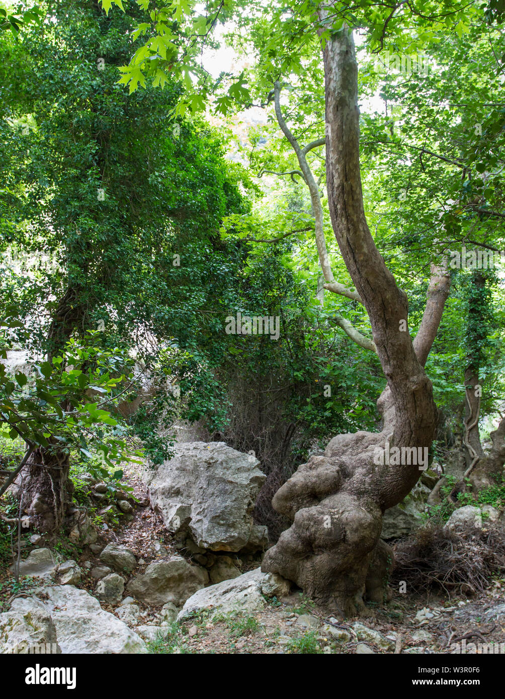 Jungle-style forest on Crete, Greece Stock Photo - Alamy