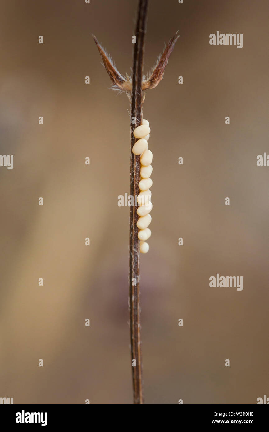 Rhomboides High Resolution Stock Photography and Images - Alamy