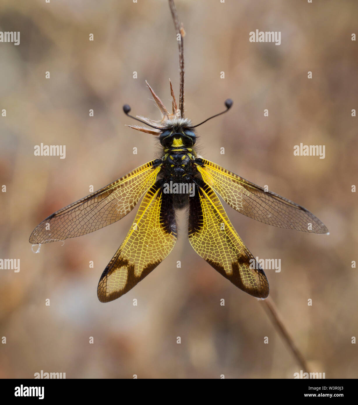 Owlfly (Libelloides rhomboides ssp. cretensis) lon a stalk. Crete ...