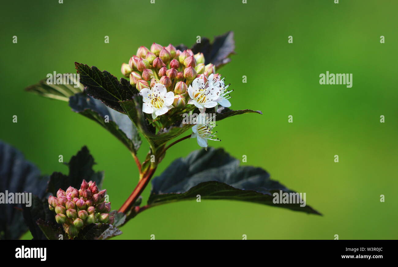 Blooming cultivar common ninebark (Physocarpus opulifolius 'Summer Wine ...