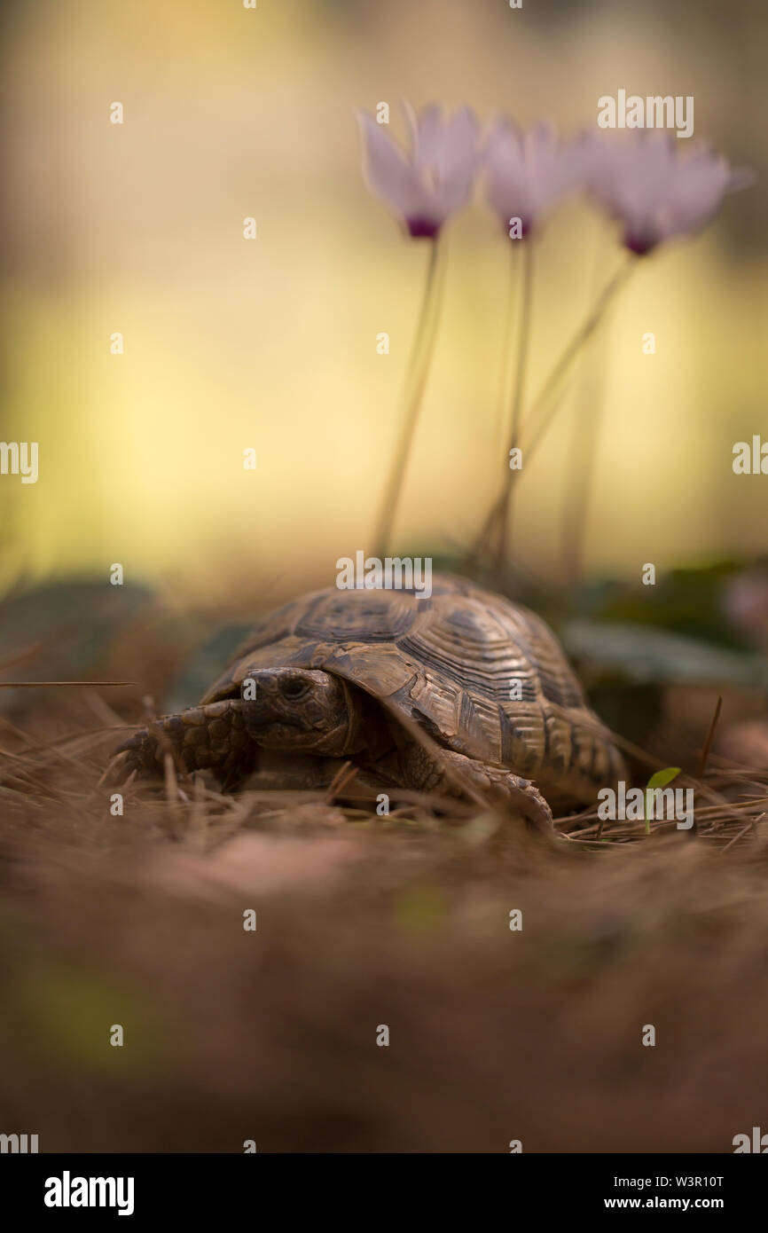 Spur-thighed Tortoise or Greek Tortoise (Testudo graeca) in a field ...