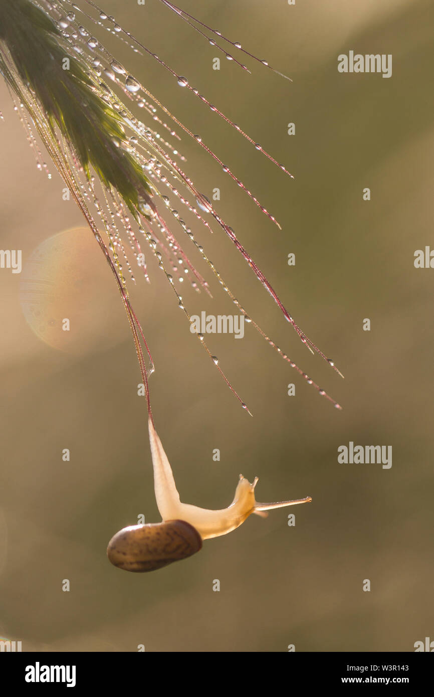 Land snail israel hi-res stock photography and images - Alamy