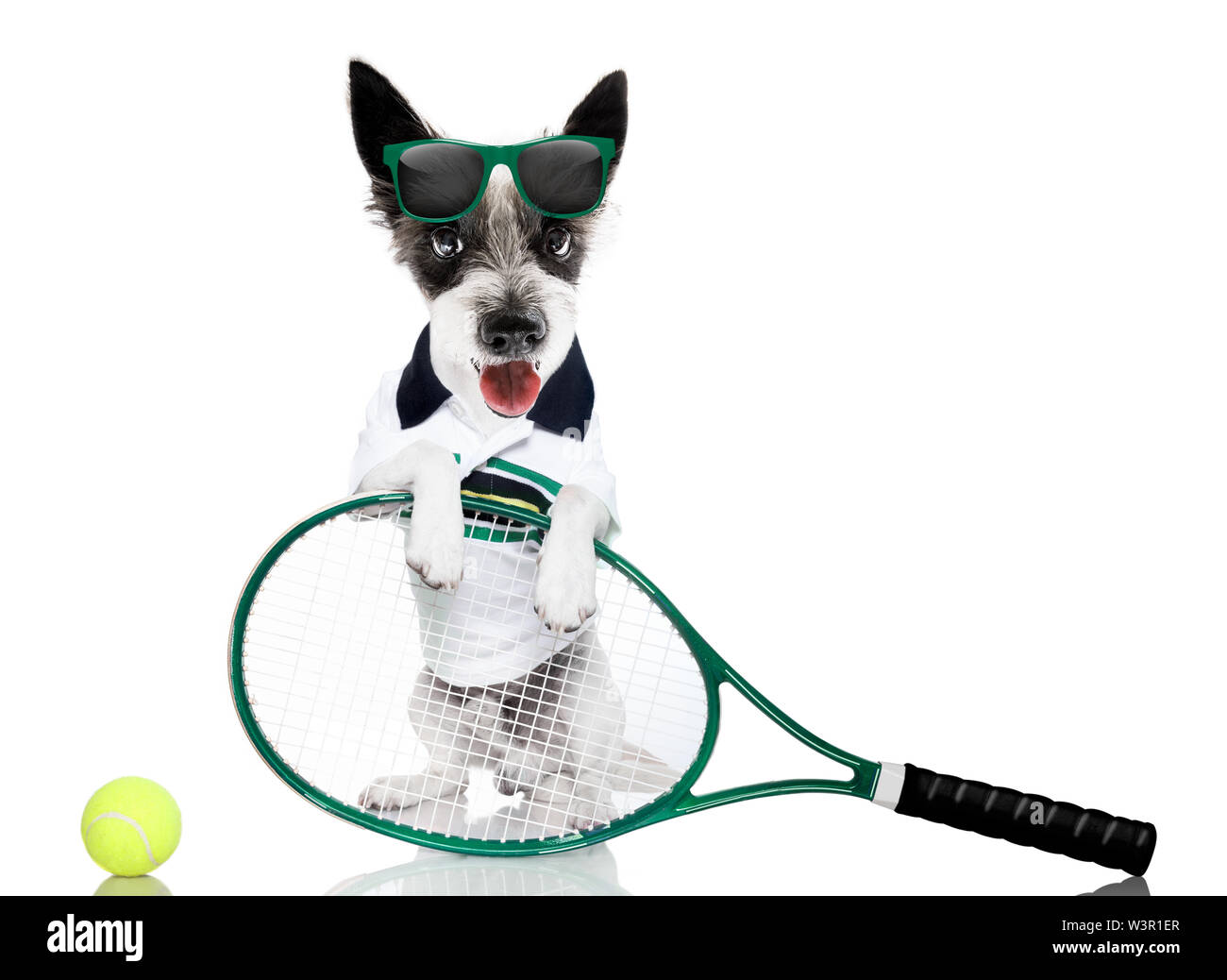 poodle dog with owner as tennis player with ball and racket or racquet ...