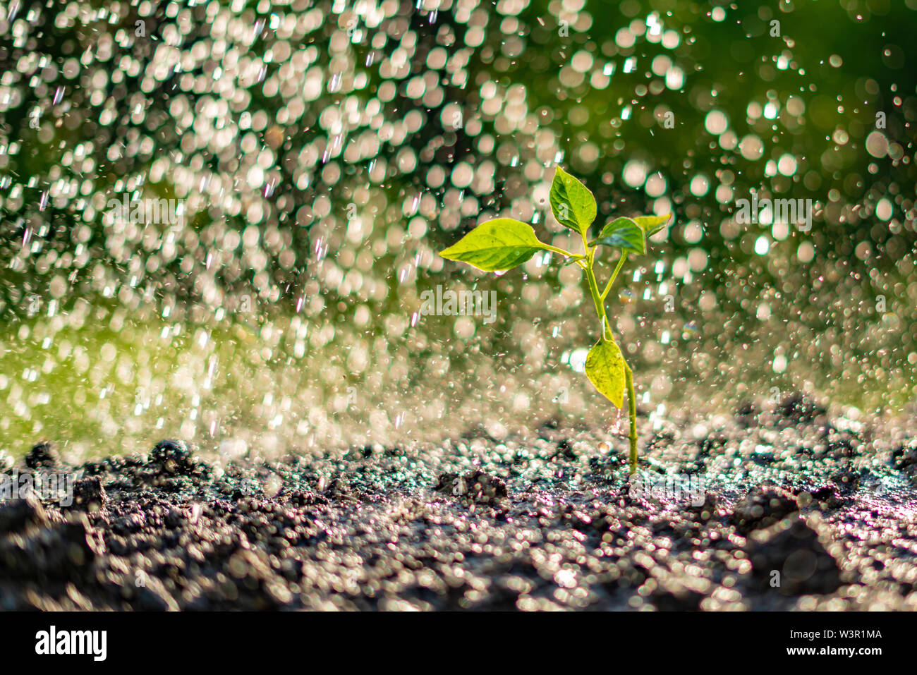 small young plant sprout under the strong heavy rain Stock Photo - Alamy