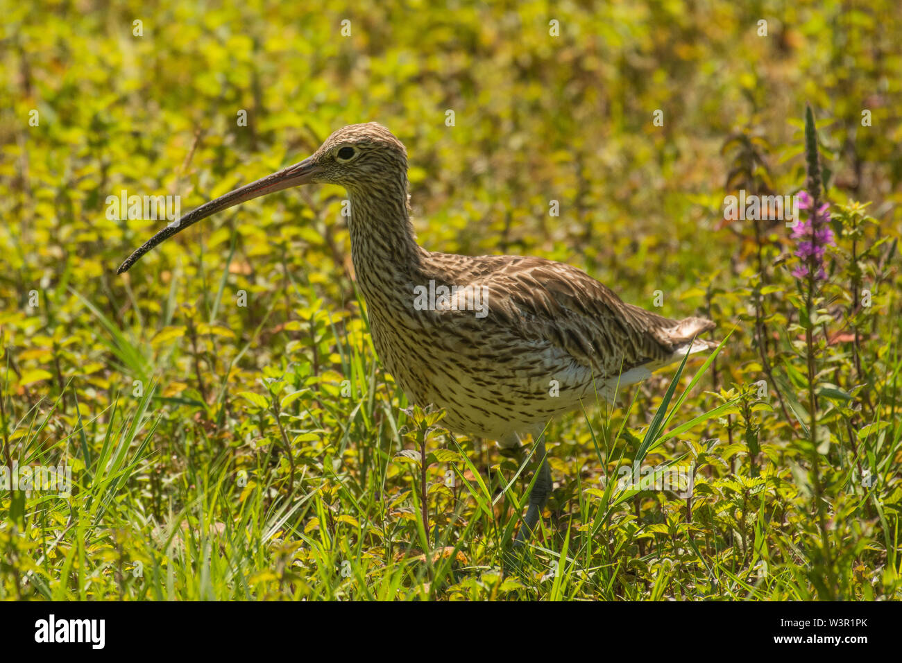 Eurasian curlew or common curlew (Numenius arquata Stock Photo - Alamy
