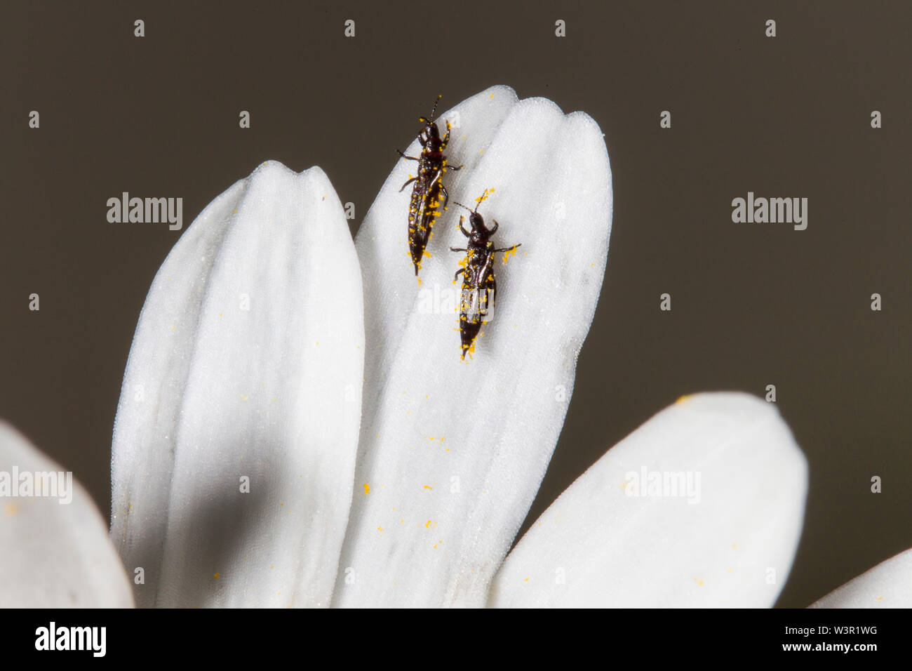 Thrips hi-res stock photography and images - Alamy