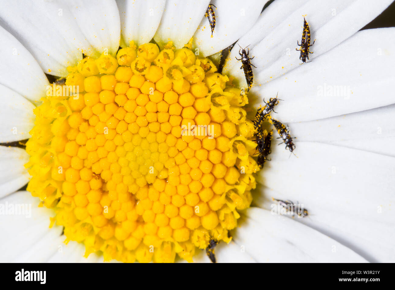 Thrips hi-res stock photography and images - Alamy