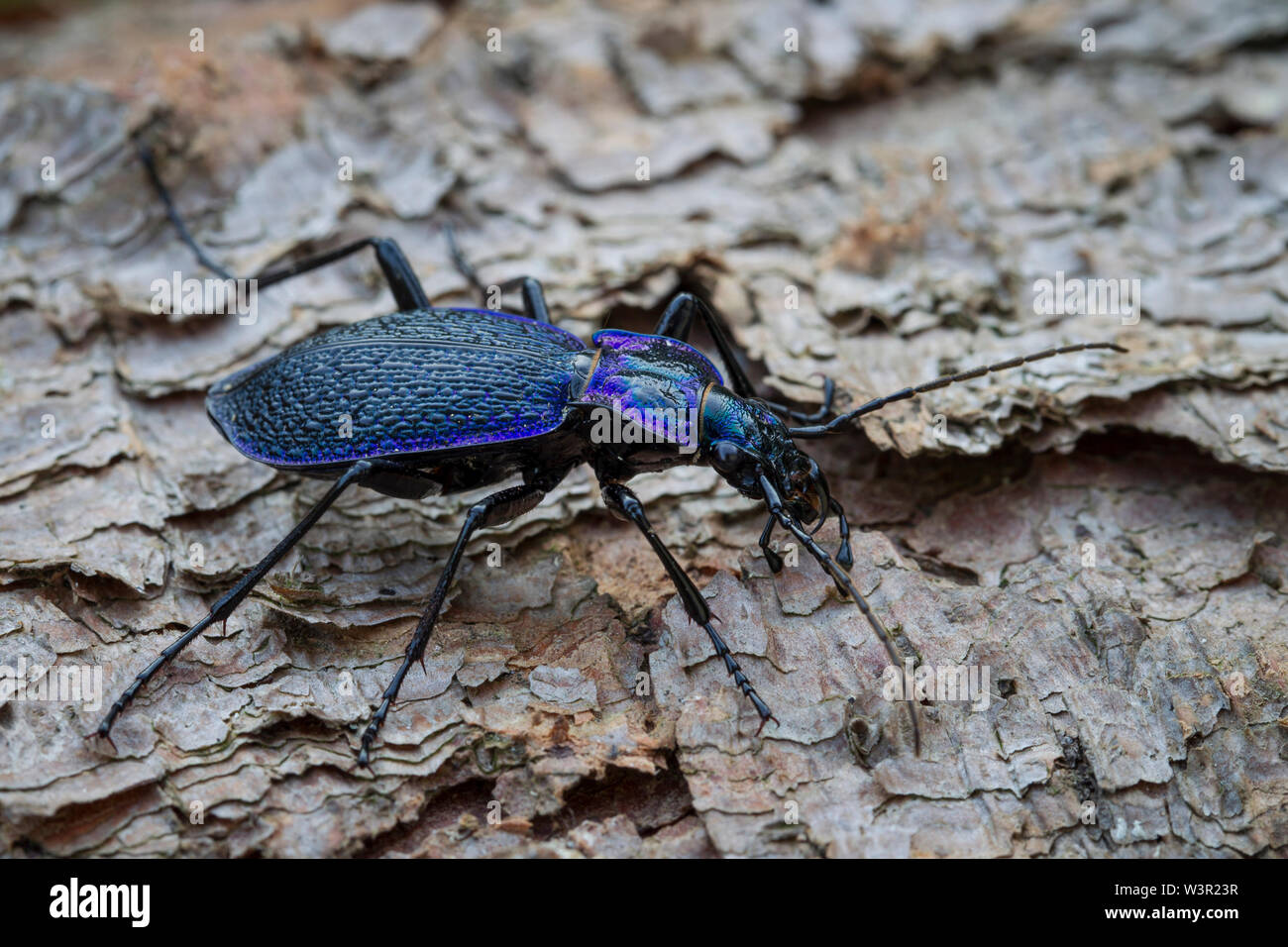 Violet Ground Beetle (Carabus problematicus). Adult on bark Germany ...