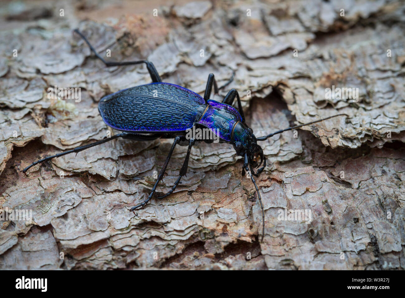 Violet Ground Beetle (Carabus problematicus). Adult on bark Germany ...