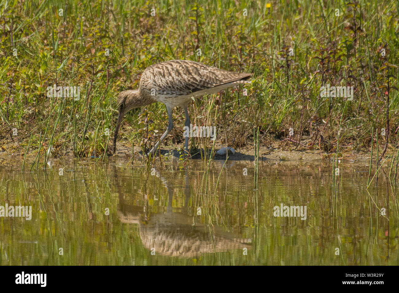 Eurasian curlew or common curlew (Numenius arquata) at water's edge ...