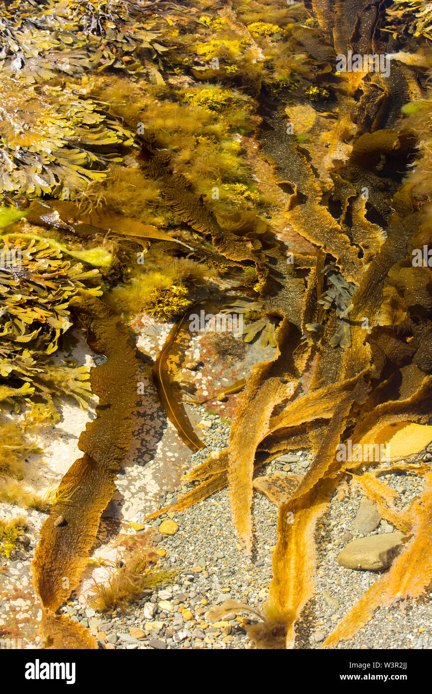 Different species of seaweed in rock pools at beach at Birsay, Orkney ...