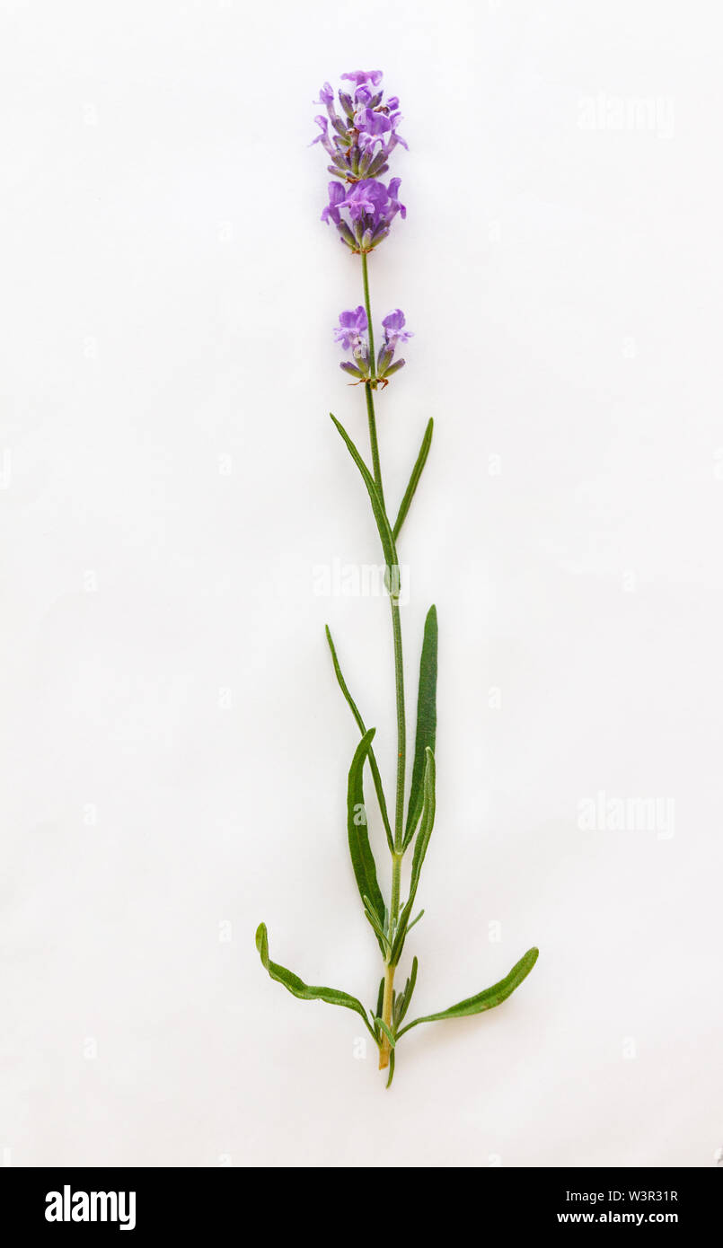 one branch of fresh lavender flowers on a white background, top view ...