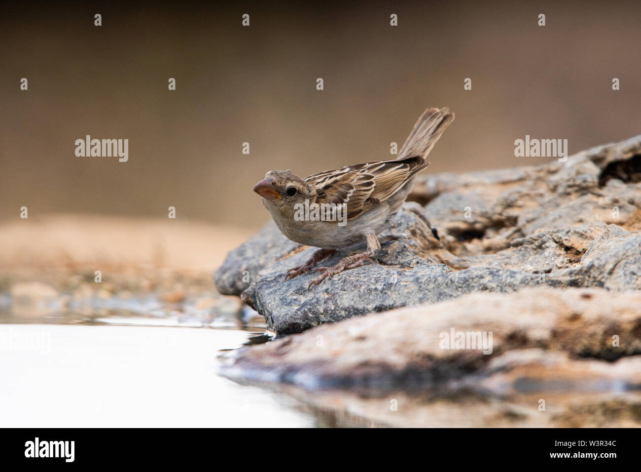 Rockfinch hi-res stock photography and images - Alamy