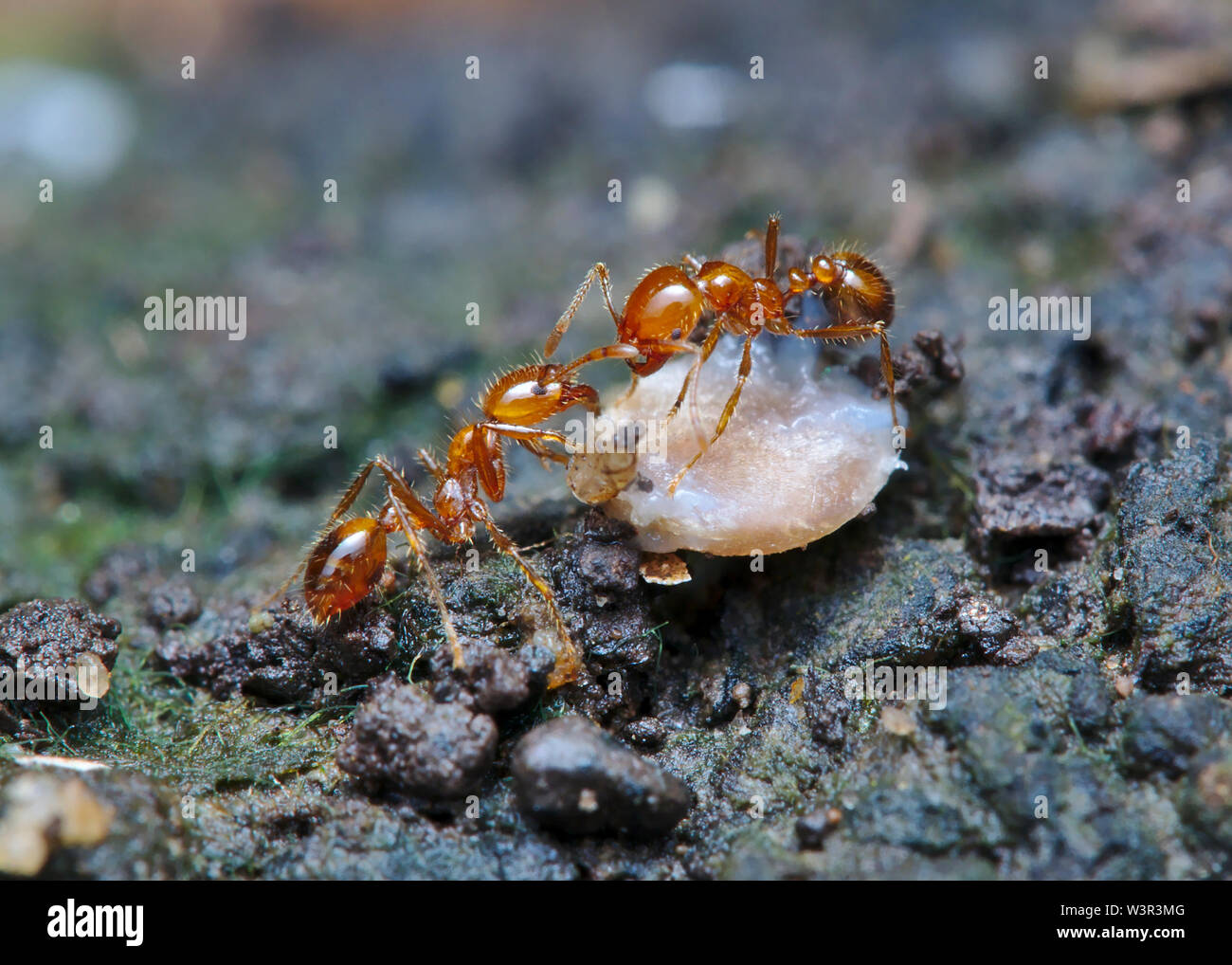 What Is Fire Ants Favorite Food at Helen Herman blog