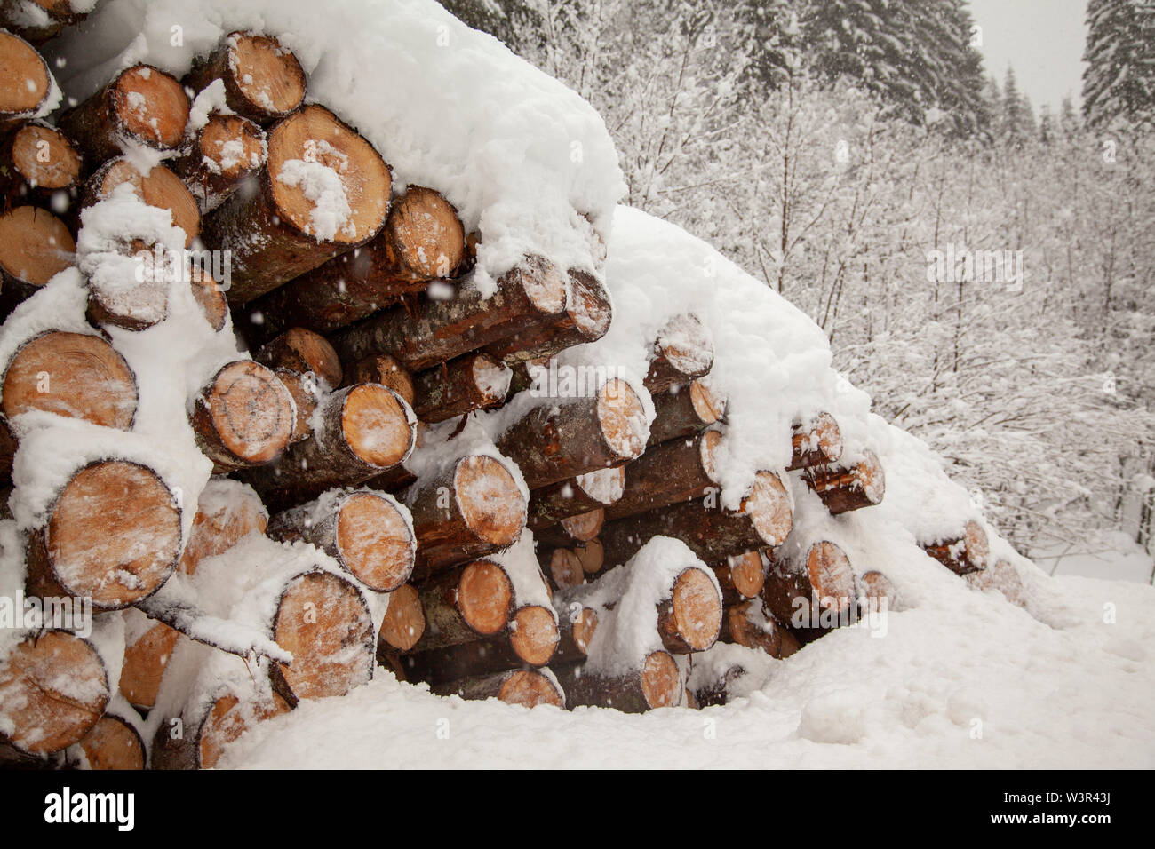 Log pile, Austria, Snow covered lumber Stock Photo - Alamy