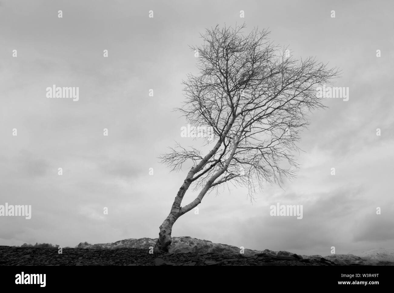 Skeletal tree hi-res stock photography and images - Alamy