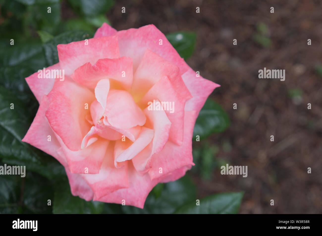 Pink hybrid tea Rose in English garden in summer Stock Photo - Alamy