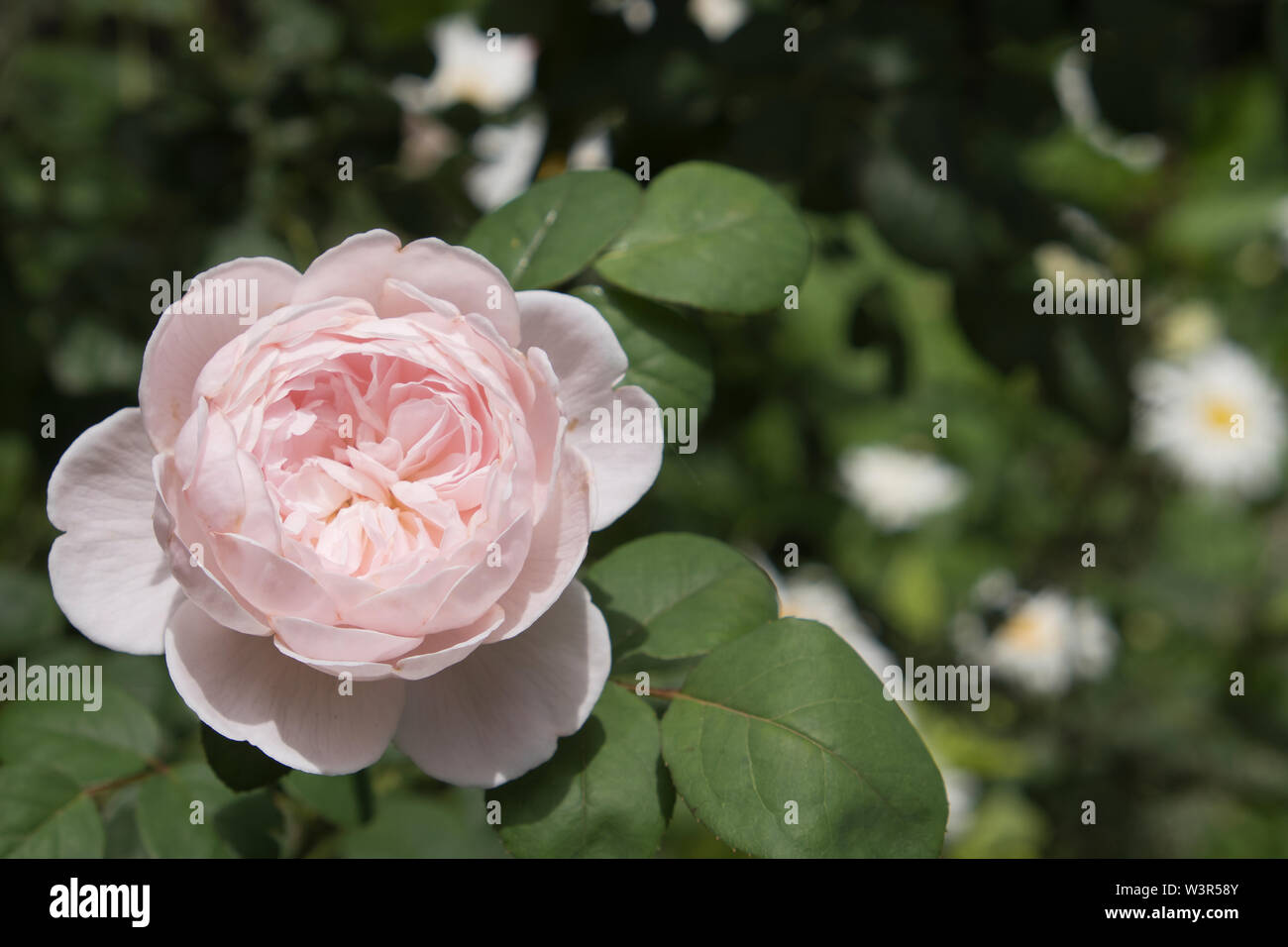 English hybrid tea rose in English garden in summer Stock Photo - Alamy