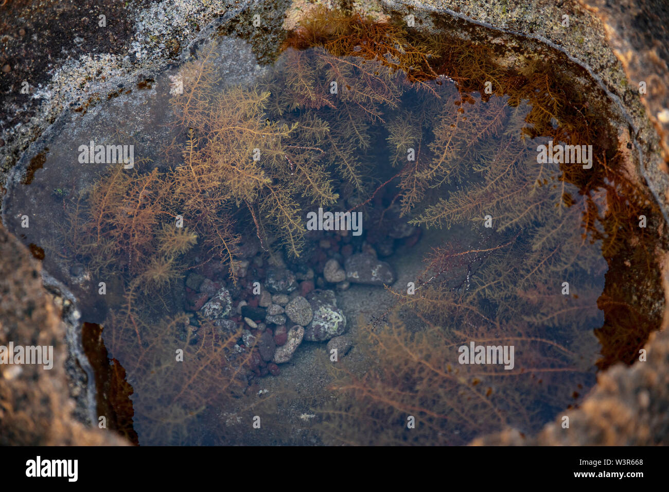 Tide rock pool formed in the wild limestone shores inhabited by ocean ...