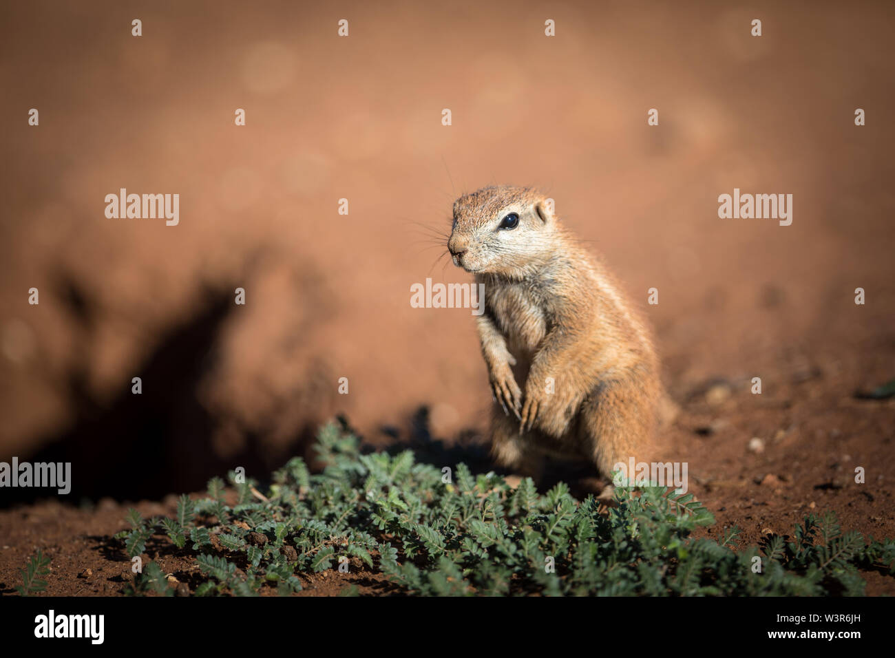 A Southern African Ground Squirrel, Xerus inauris, stays alert while ...