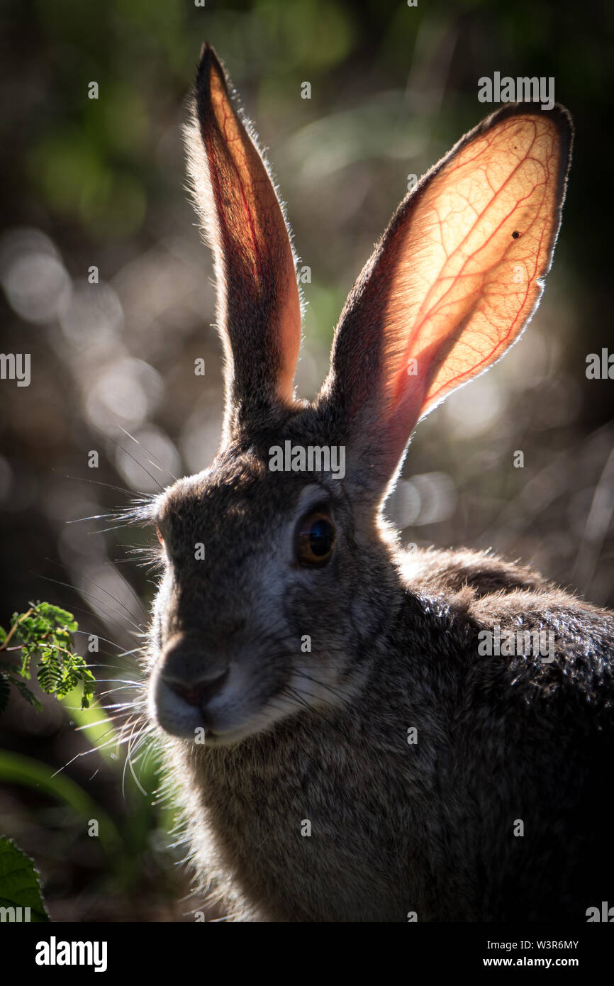 Long hare ears hi-res stock photography and images - Alamy