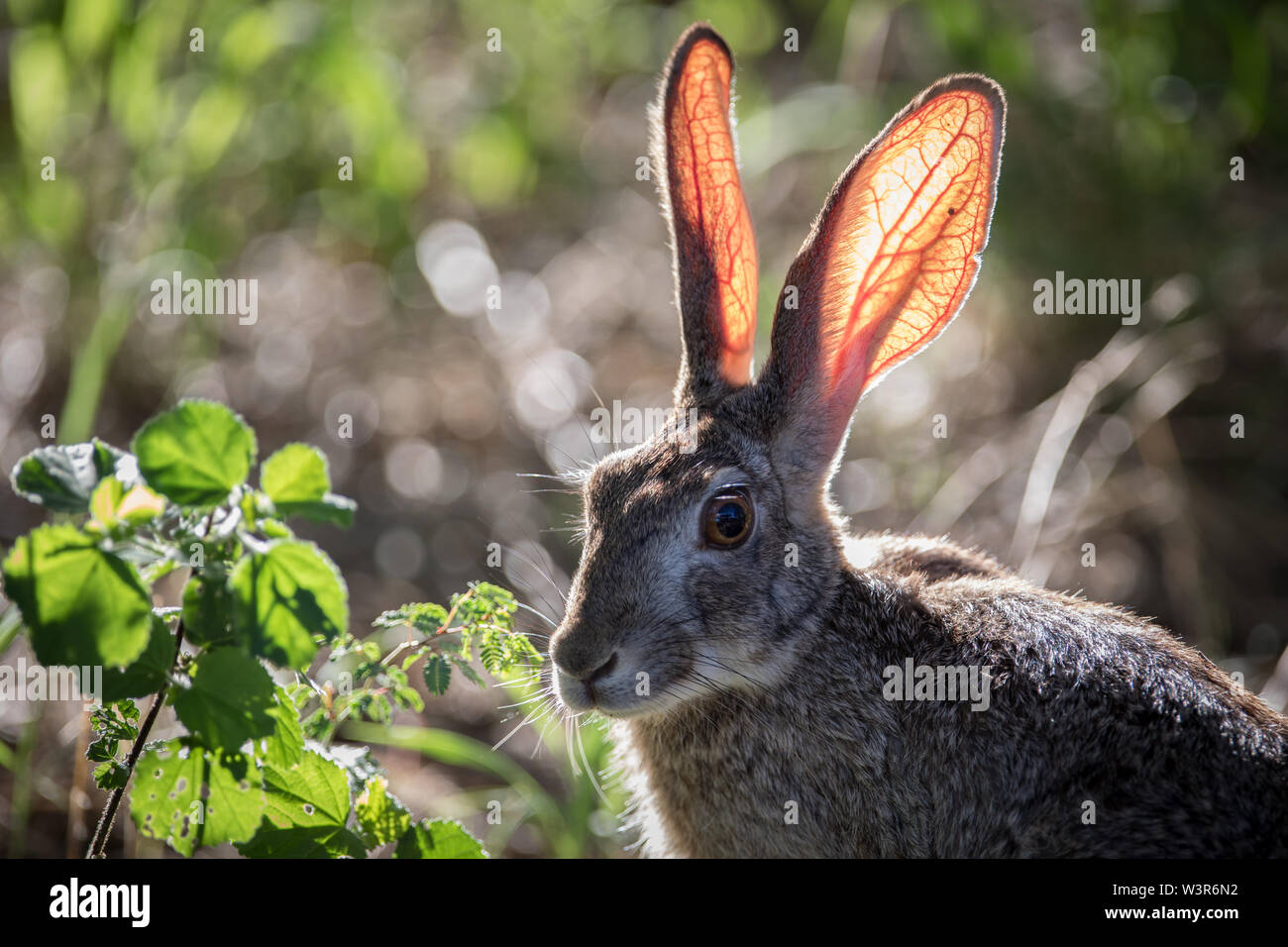 Scrub hare lepus saxatilis hi-res stock photography and images - Alamy
